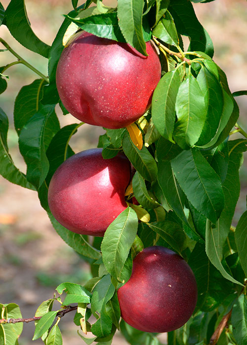 Battistini Vivai Shop